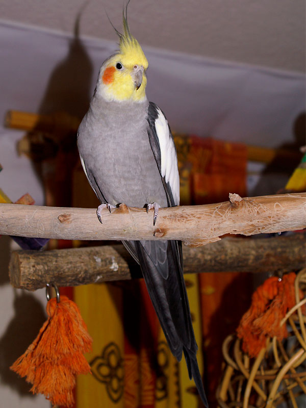 Las ninfas - Infomascota