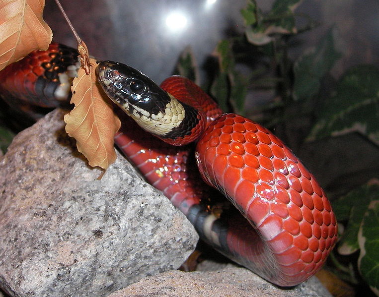 La Falsa Coral o Serpiente de Sinaloa