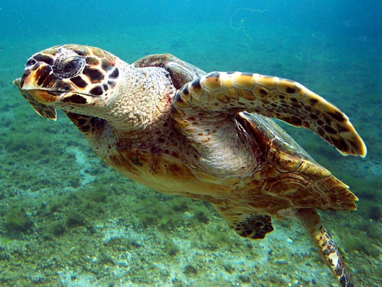 Especies de tortugas marina: la Tortuga Carey - Infomascota