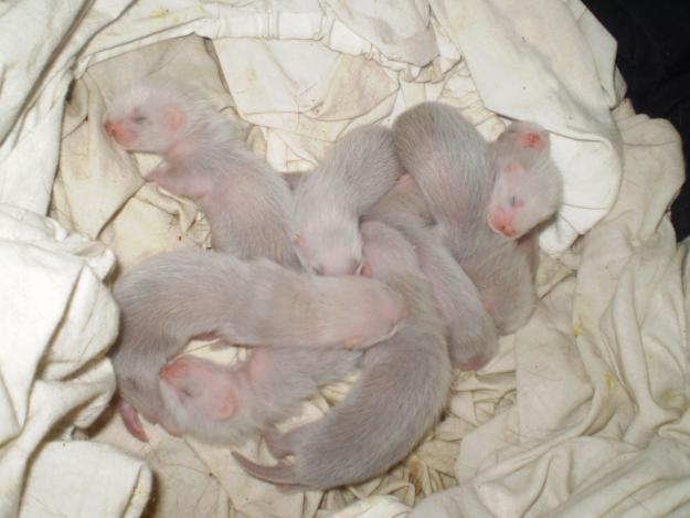 La crianza de los hurones