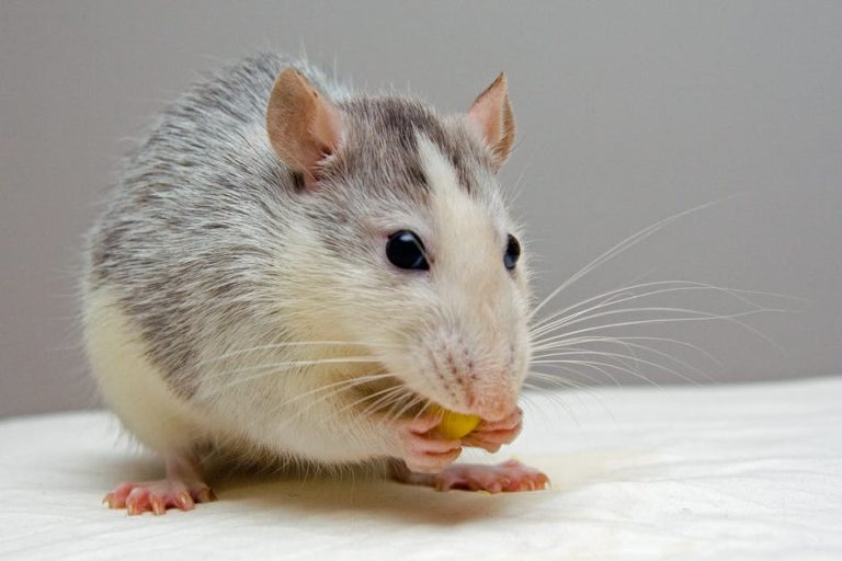 La alimentación en las ratas, alimentos permitidos y los que no lo son