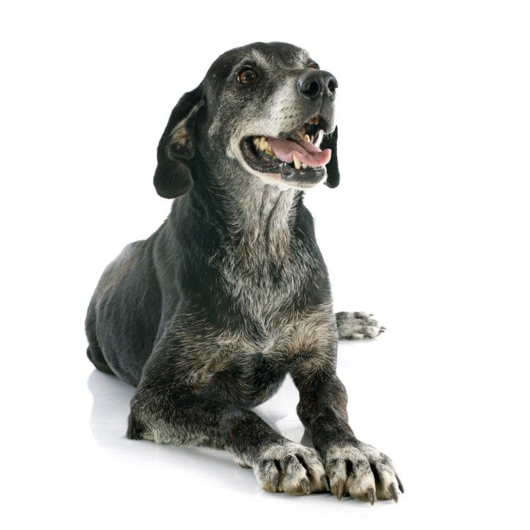 Seis secretos sobre las canas en perros que deberías conocer