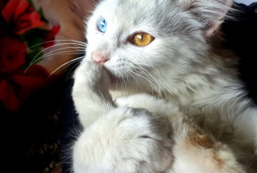 Como cuidar a los gatos con leucemia felina