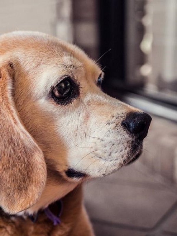 Ceguera en perros, hallan la causa genética de una enfermedad que la ...