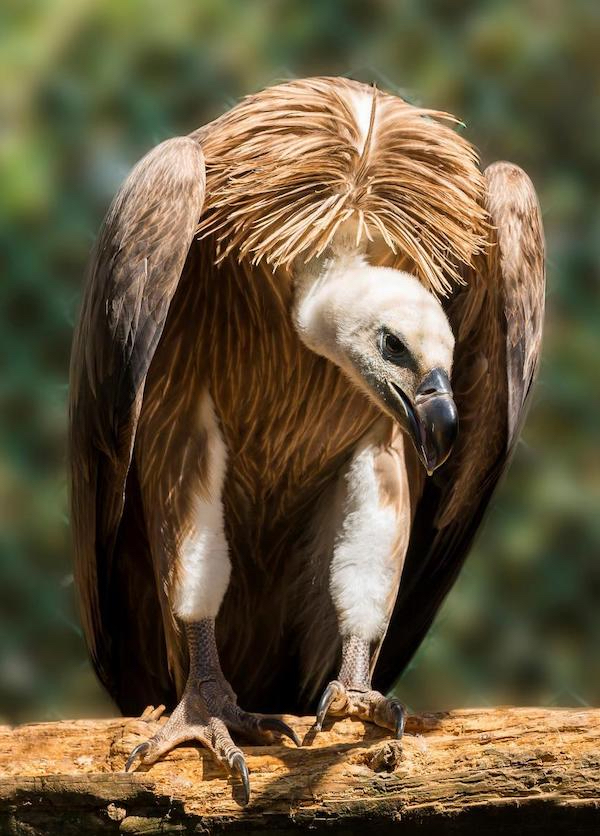 Patrones de alimentación de los buitres