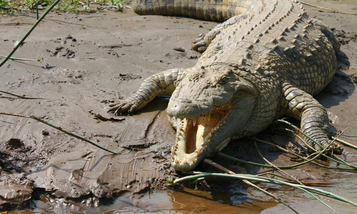 Así sobreviven cocodrilos y otros reptiles fuera de su hábitat natural