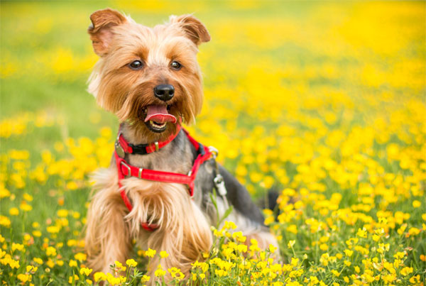 ¿Qué necesitamos para ir al campo con nuestro perro?