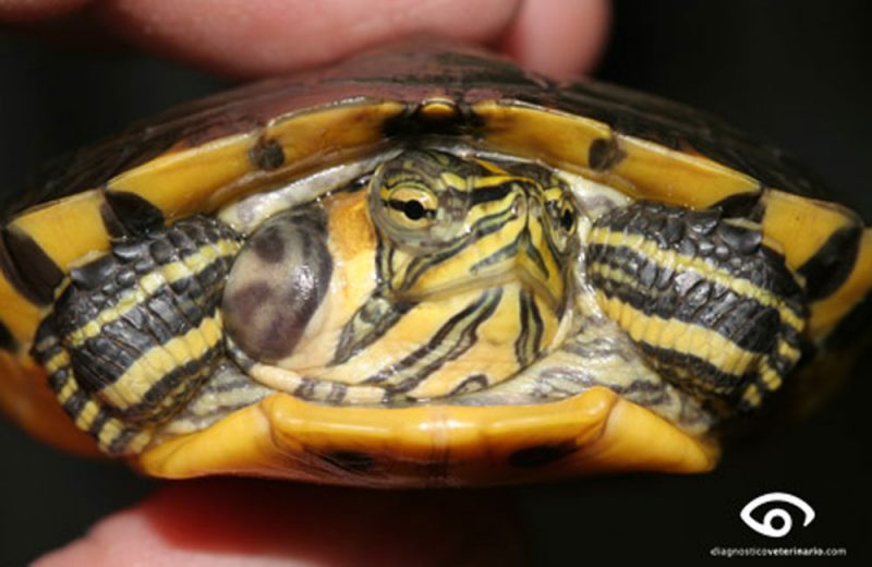 abscesos en tortugas archivos - Infomascota