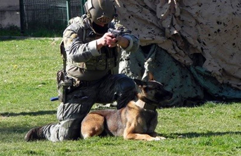 perro de seguridad y combate archivos - Infomascota