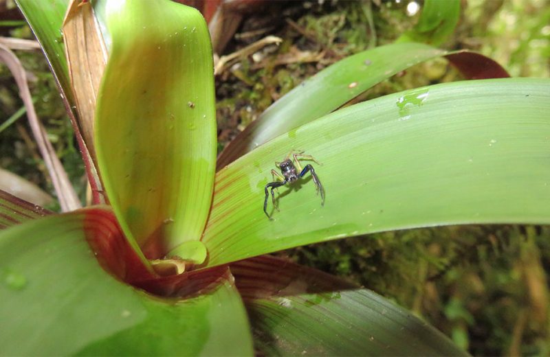insectos tropicales archivos - Infomascota