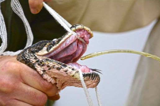 Cura de una pitón india birmana de más de tres metros