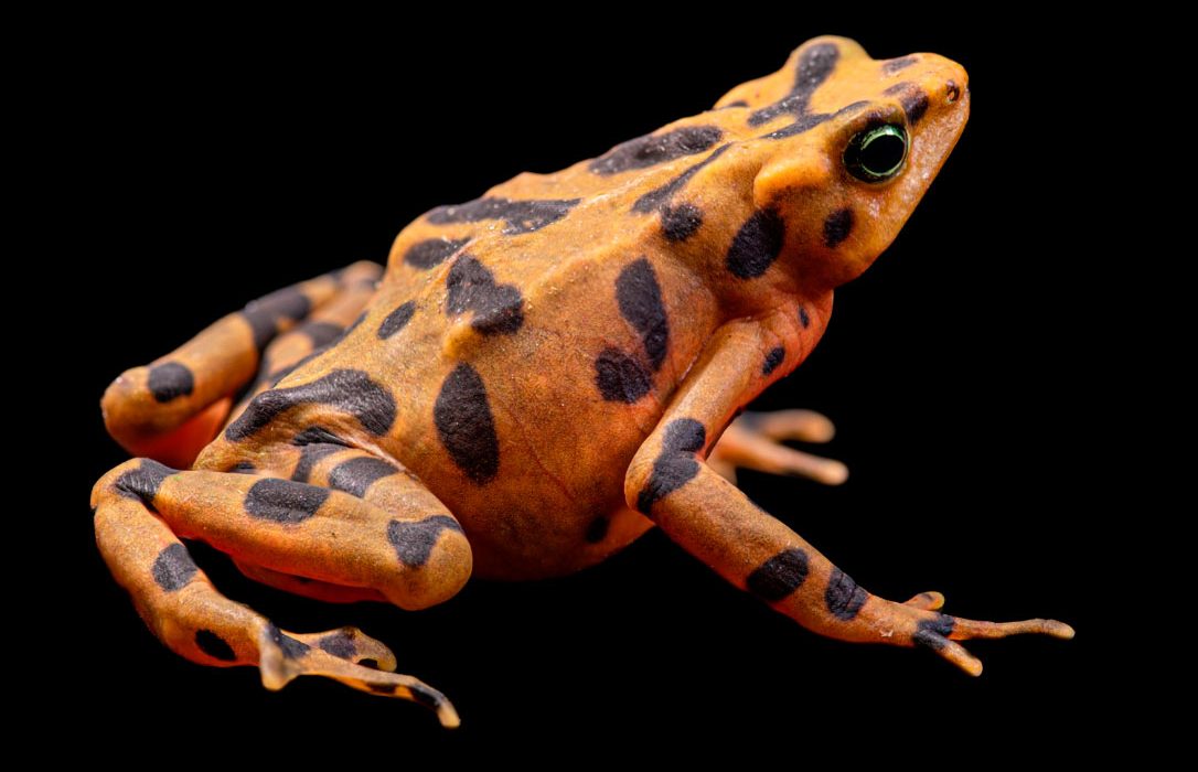 La fecundación artificial rescata de la extinción a las ranas panameñas ...