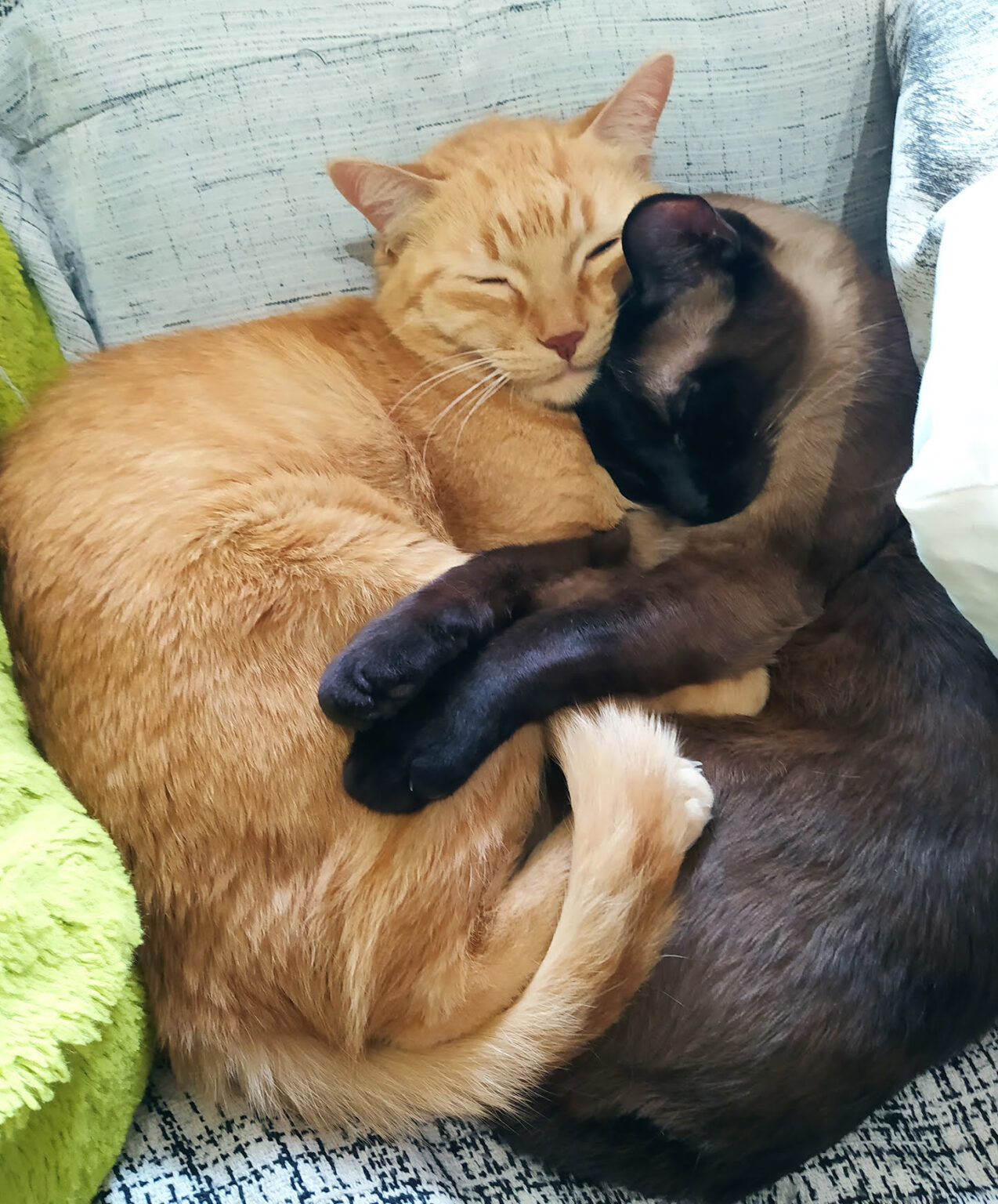 Cómo adoptar la filosofía "Be More Cat" en nuestras relaciones personales