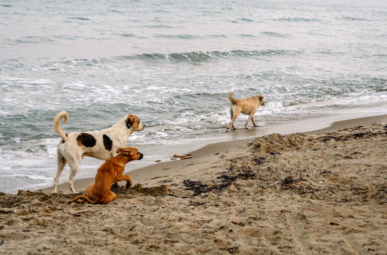 7 claves para disfrutar de la playa con perros