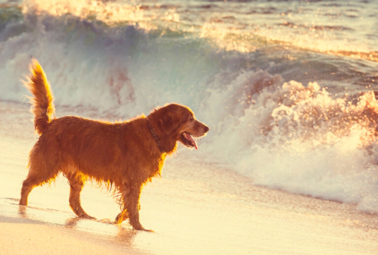 7 claves para disfrutar de la playa con perros