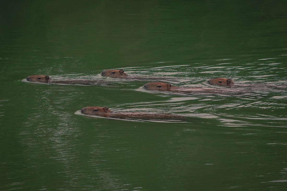 El capibara, el roedor más grande del mundo