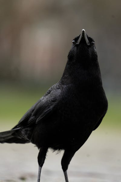 Las cornejas adultas tienen la capacidad de distinguir entre formas ...