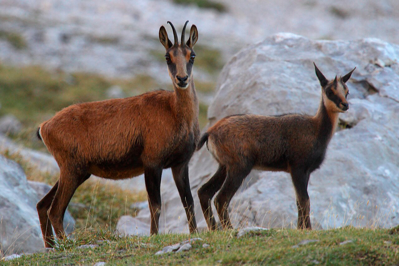 El rebeco (Rupicapra pyrenaica)