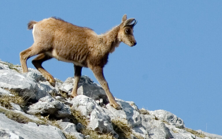 El rebeco (Rupicapra pyrenaica)